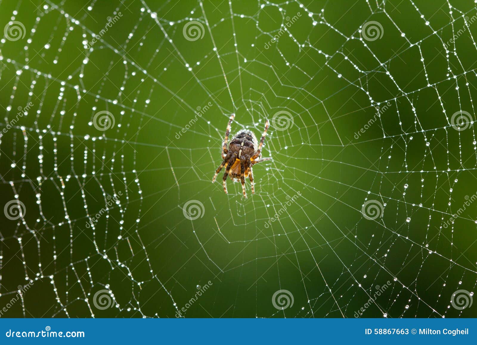 Wet Spider stock image. Image of green, nature, pattern - 58867663