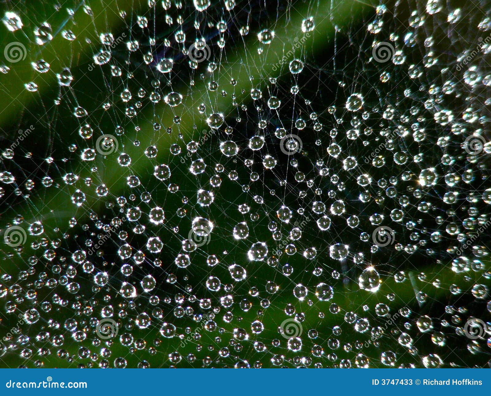 Wet Spider Web stock image. Image of light, rain, pattern - 3747433