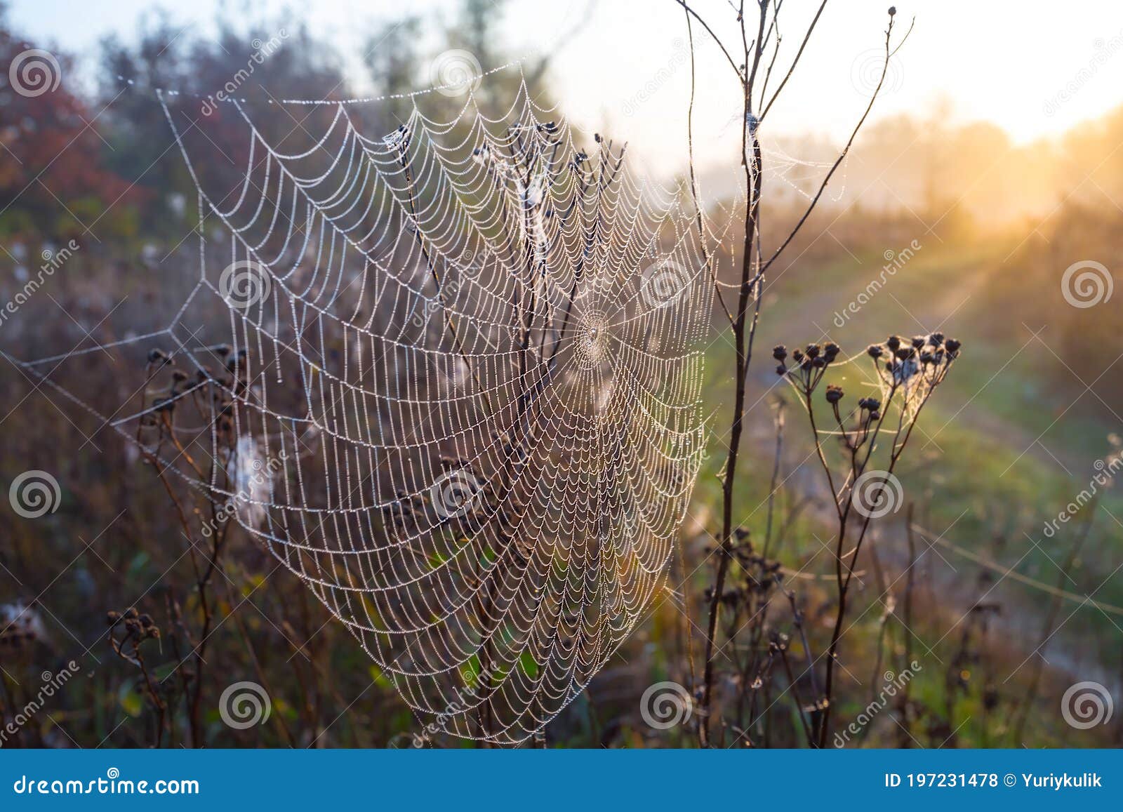 Spider Web on the Bush in a Rays of Morning Sun Stock Photo - Image of ...