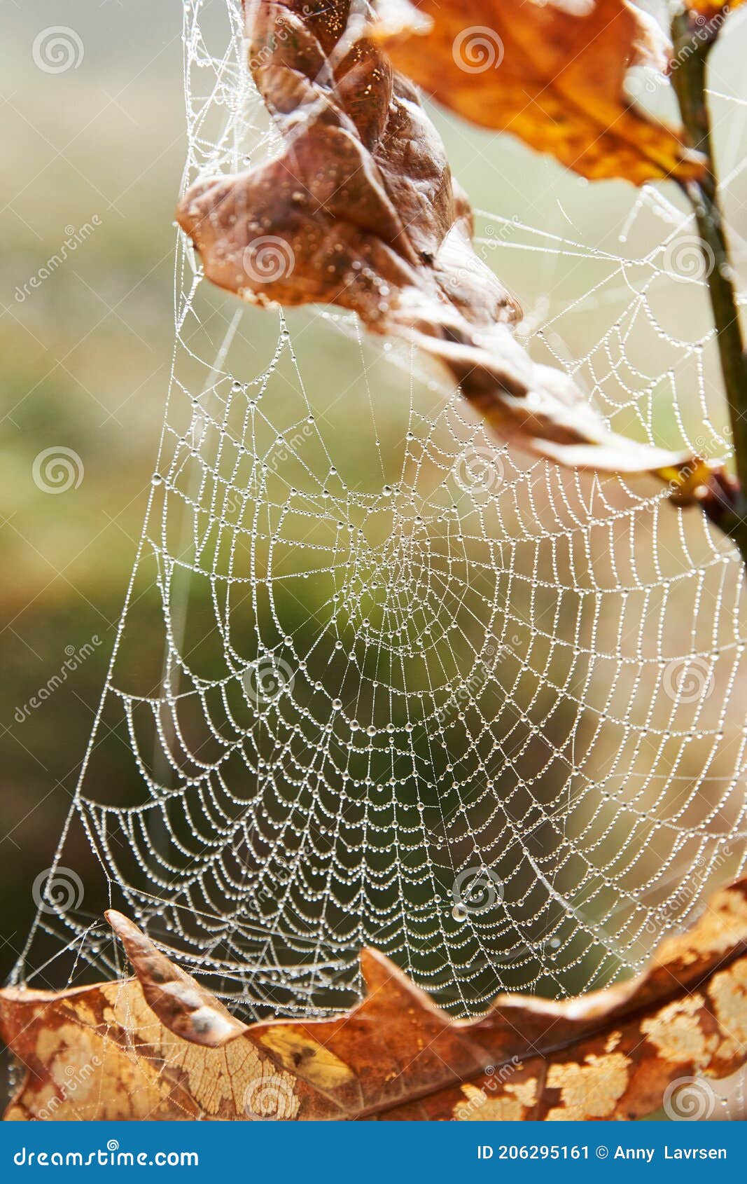 Wet Spider Web between Dead Leaves Om Oak Tree Stock Image - Image of ...