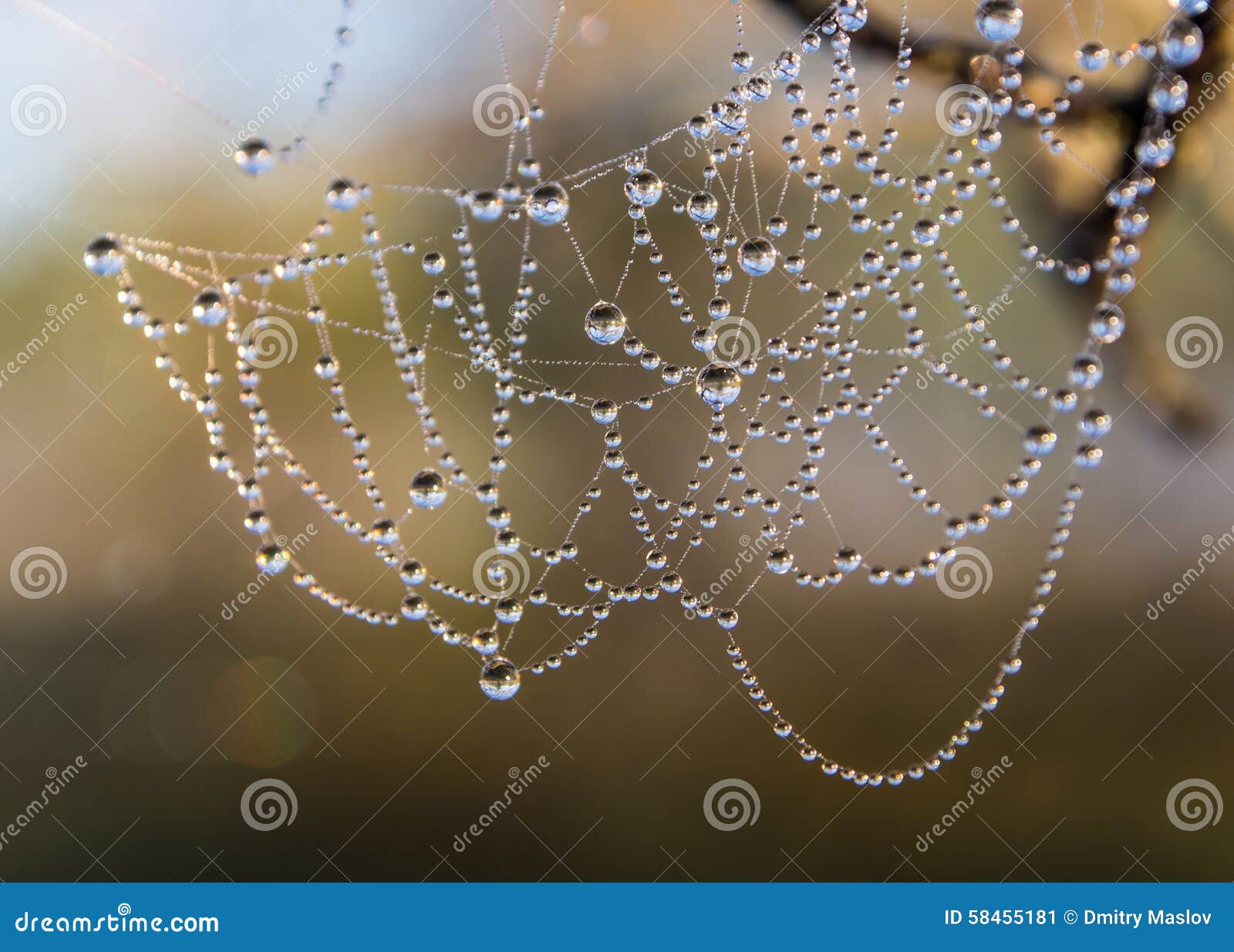 Wet spider web stock image. Image of water, abstract - 58455181
