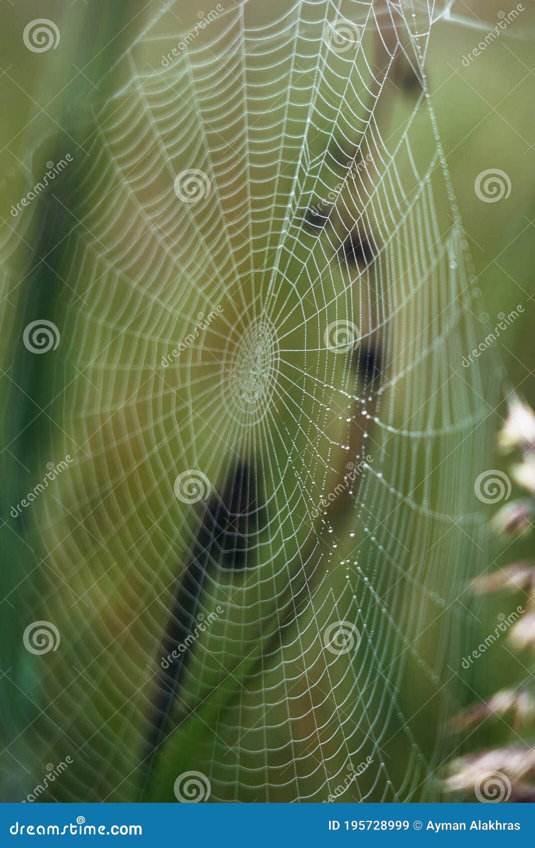 Damaged Wet Spider Web with Rain Drops Stock Image - Image of broke ...