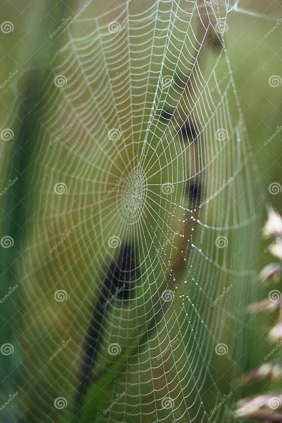 Damaged Wet Spider Web with Rain Drops Stock Image - Image of broke ...