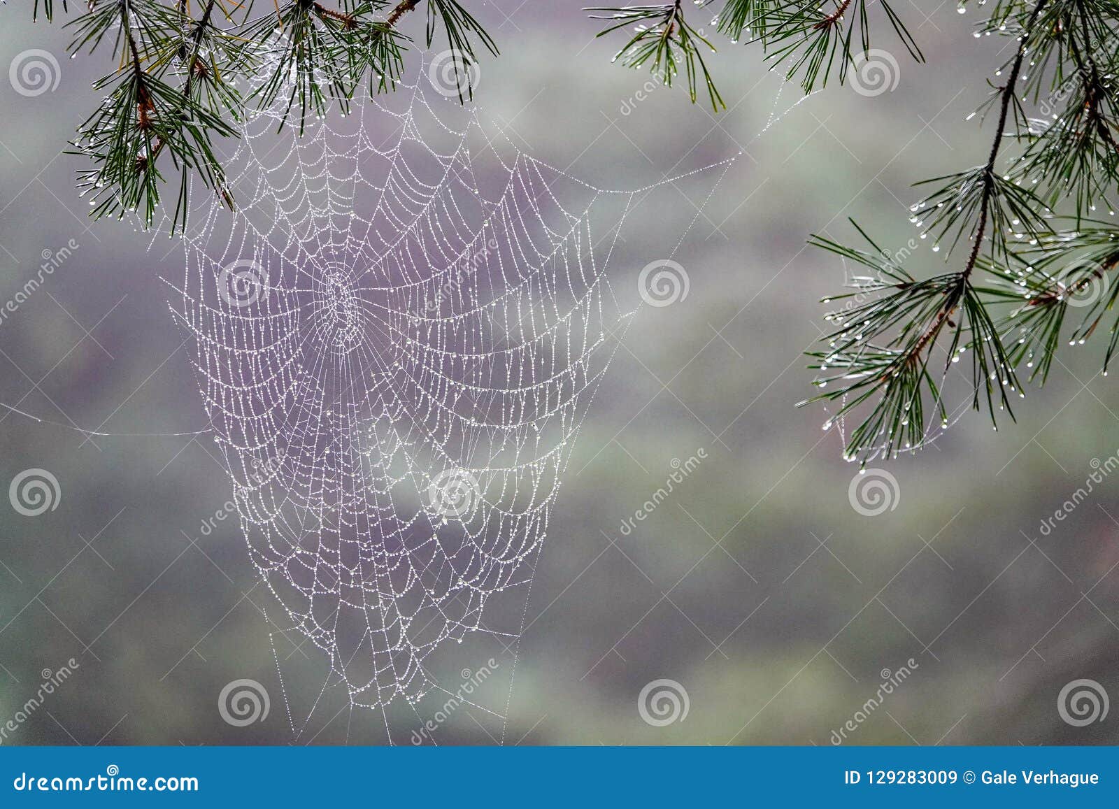 Wet Spider Web in the Rain stock image. Image of drizzling - 129283009