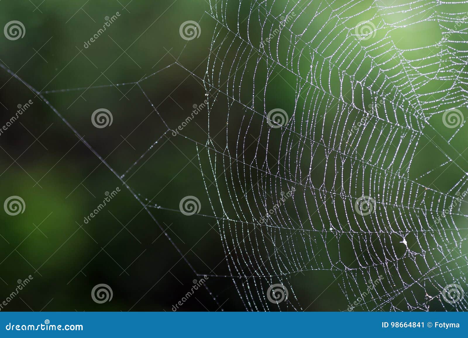 Wet spider`web stock image. Image of spider, subtle, water - 98664841