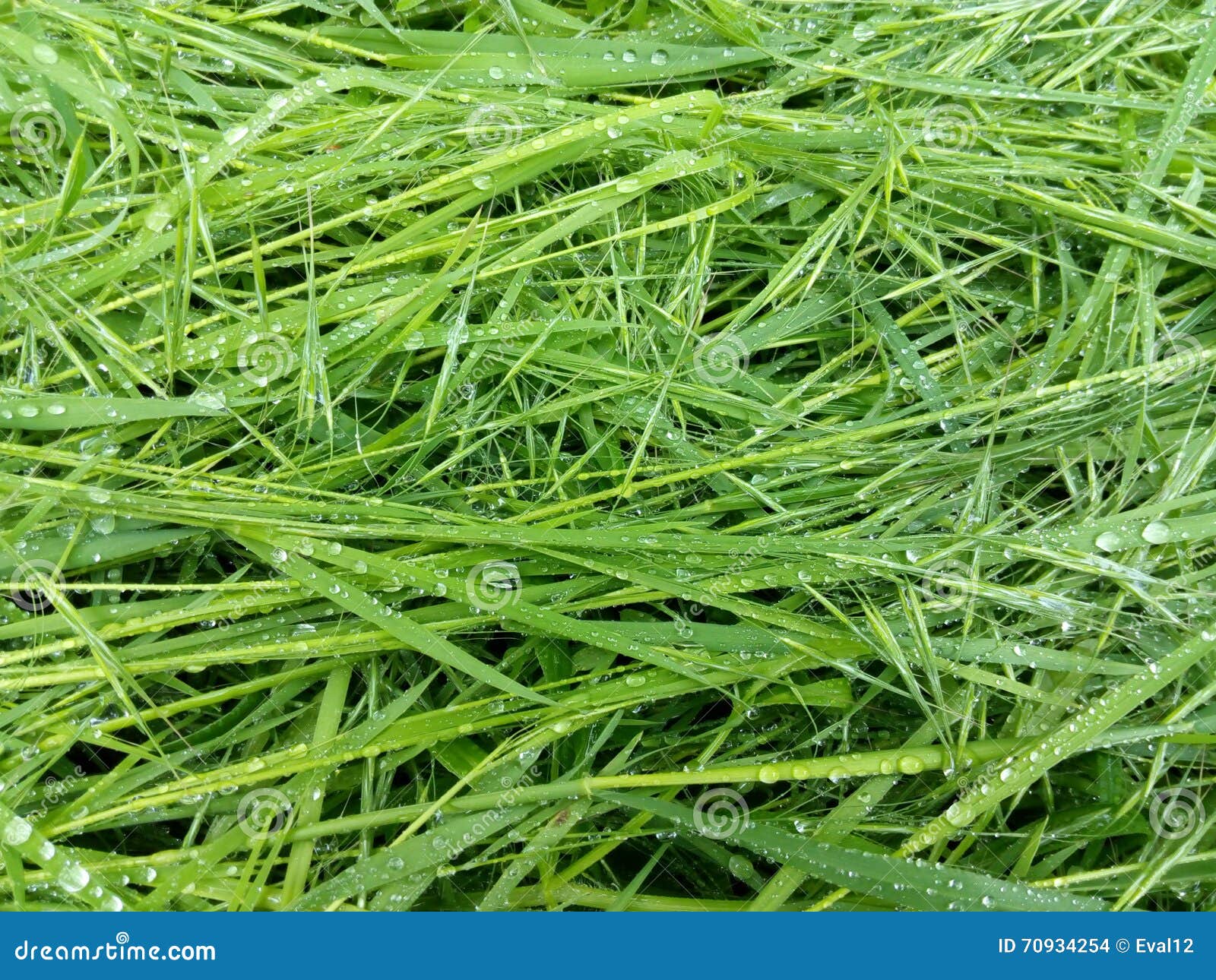 Wet Spring Green Grass with Rain Drops Closeup Stock Photo - Image of ...