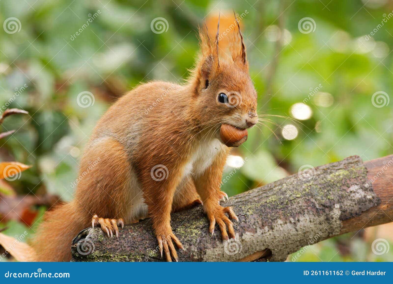 Wet Squirrel with a Hazelnut Stock Photo - Image of animals, outdoors ...