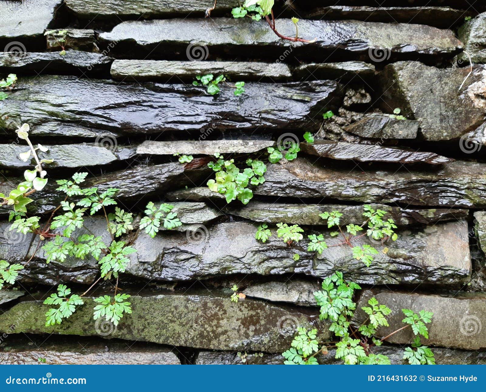 Wet stone wall stock photo. Image of weeds, wall, growing - 216431632