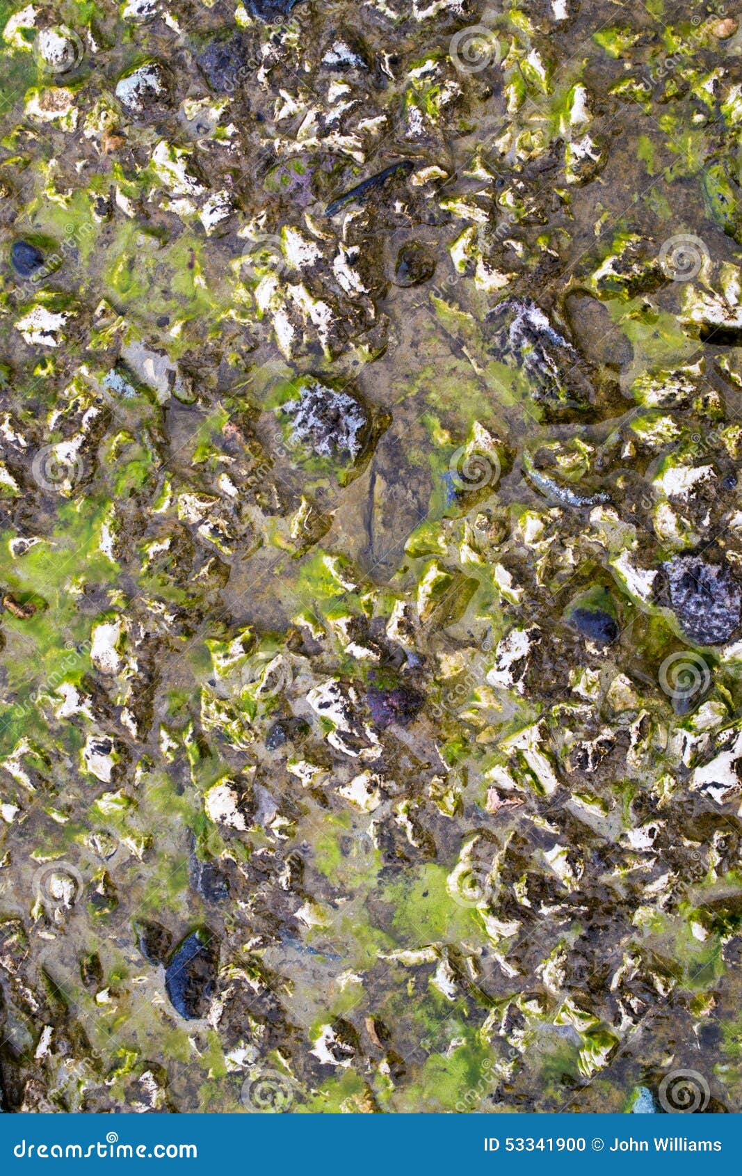 Wet Stones and Algae stock photo. Image of shore, light - 53341900