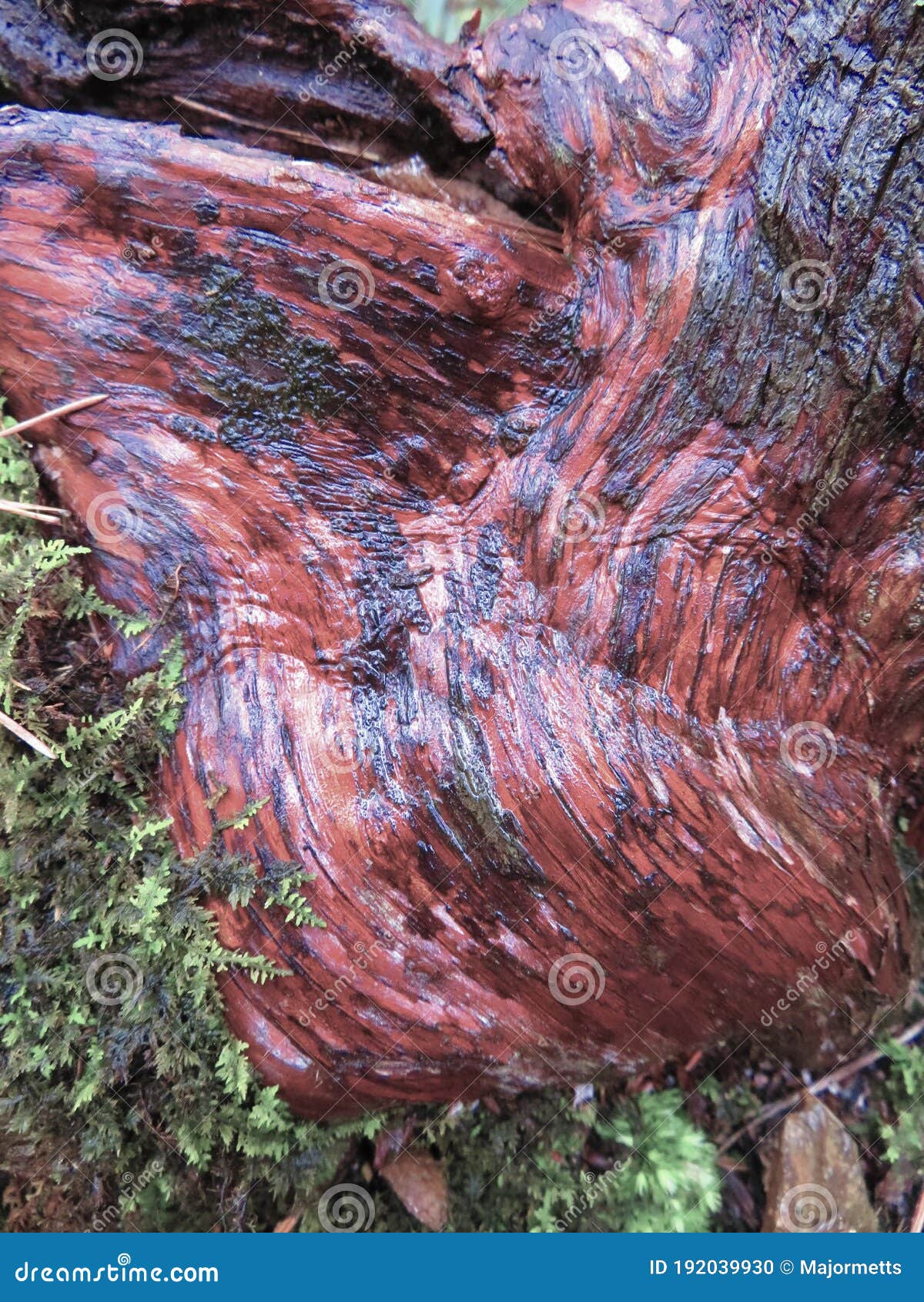 Wet striated red tree root stock photo. Image of root - 192039930