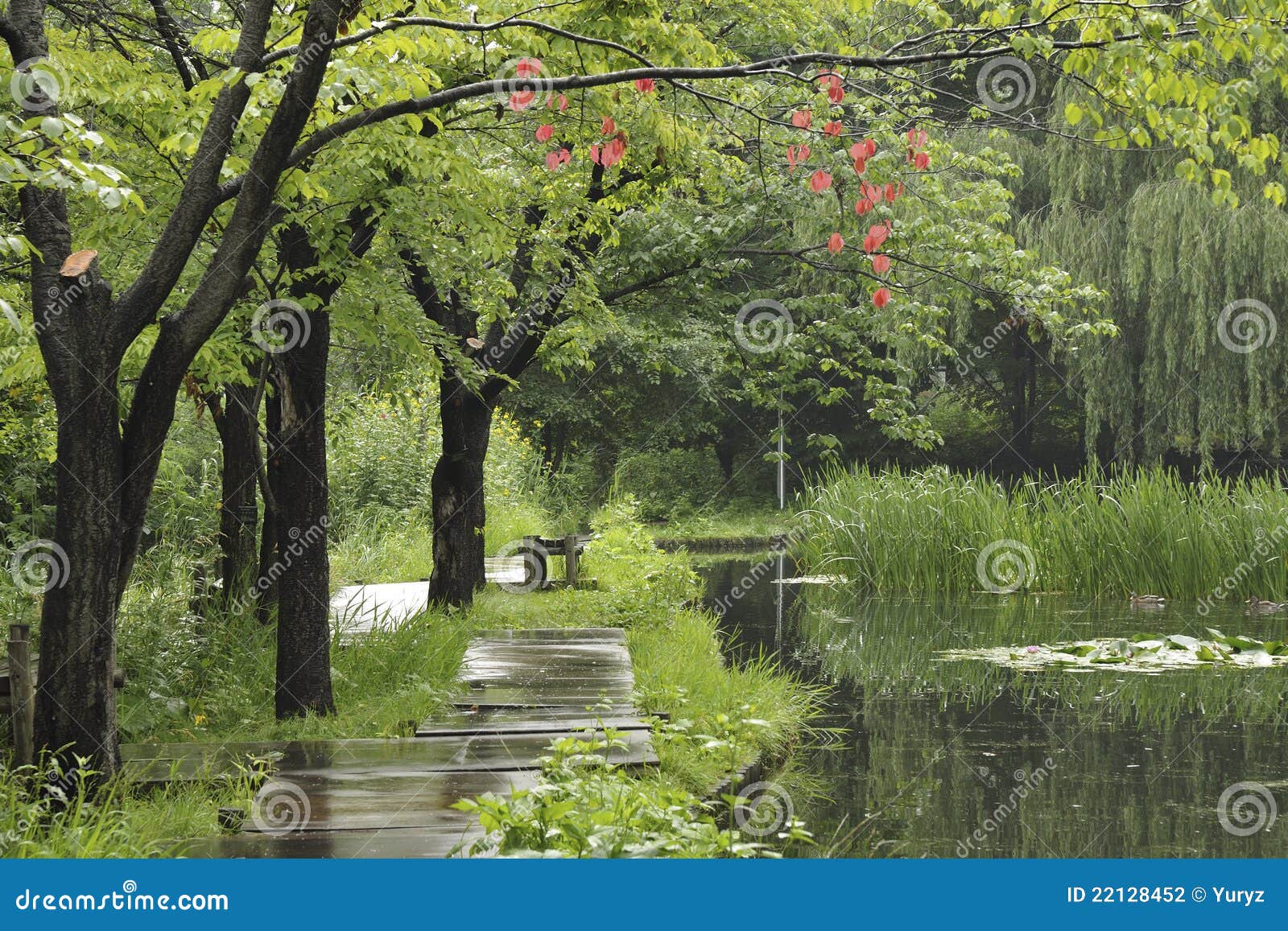 Wet summer stock photo. Image of pond, landscape, lake - 22128452