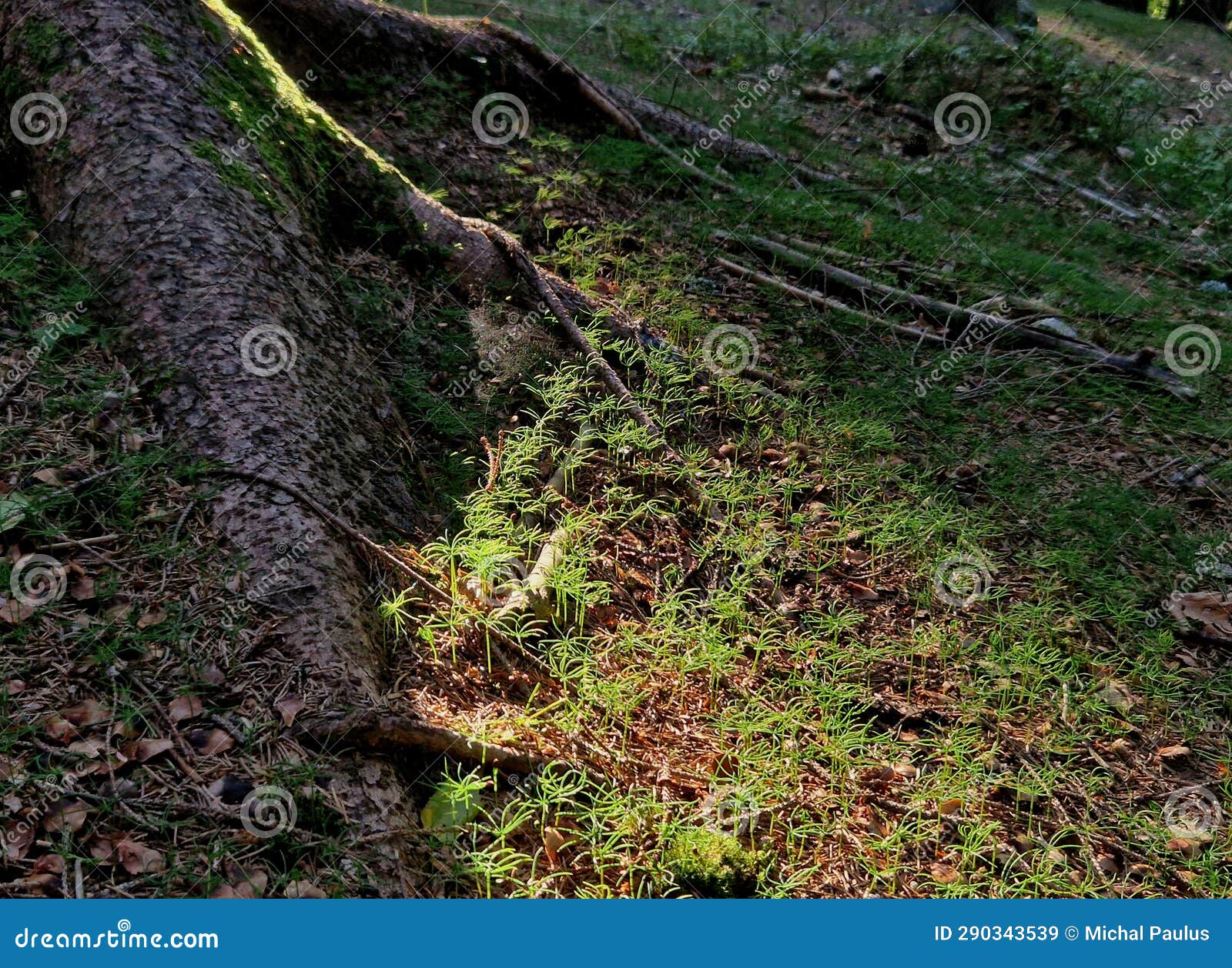 A Wet Summer with Enough Rain Caused a Massive Sprouting of Stock Image ...