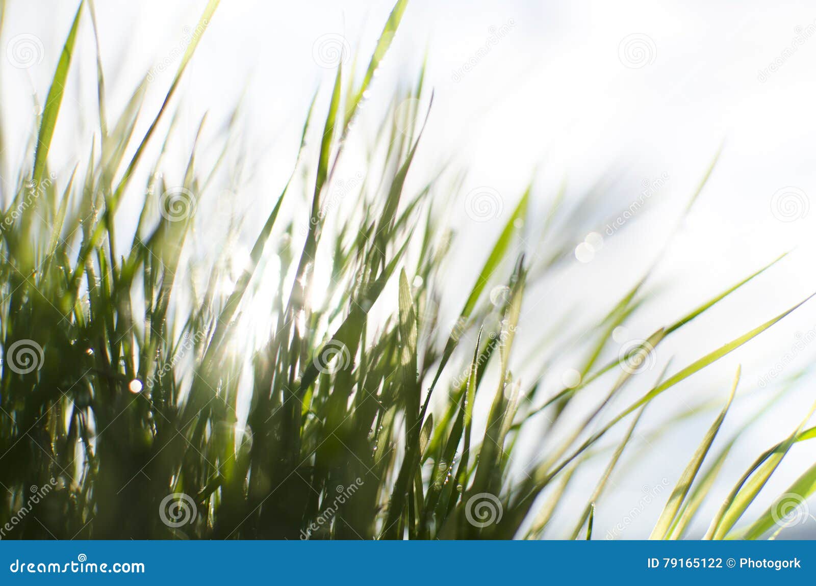 Wet sunny grass stock photo. Image of grass, morning - 79165122