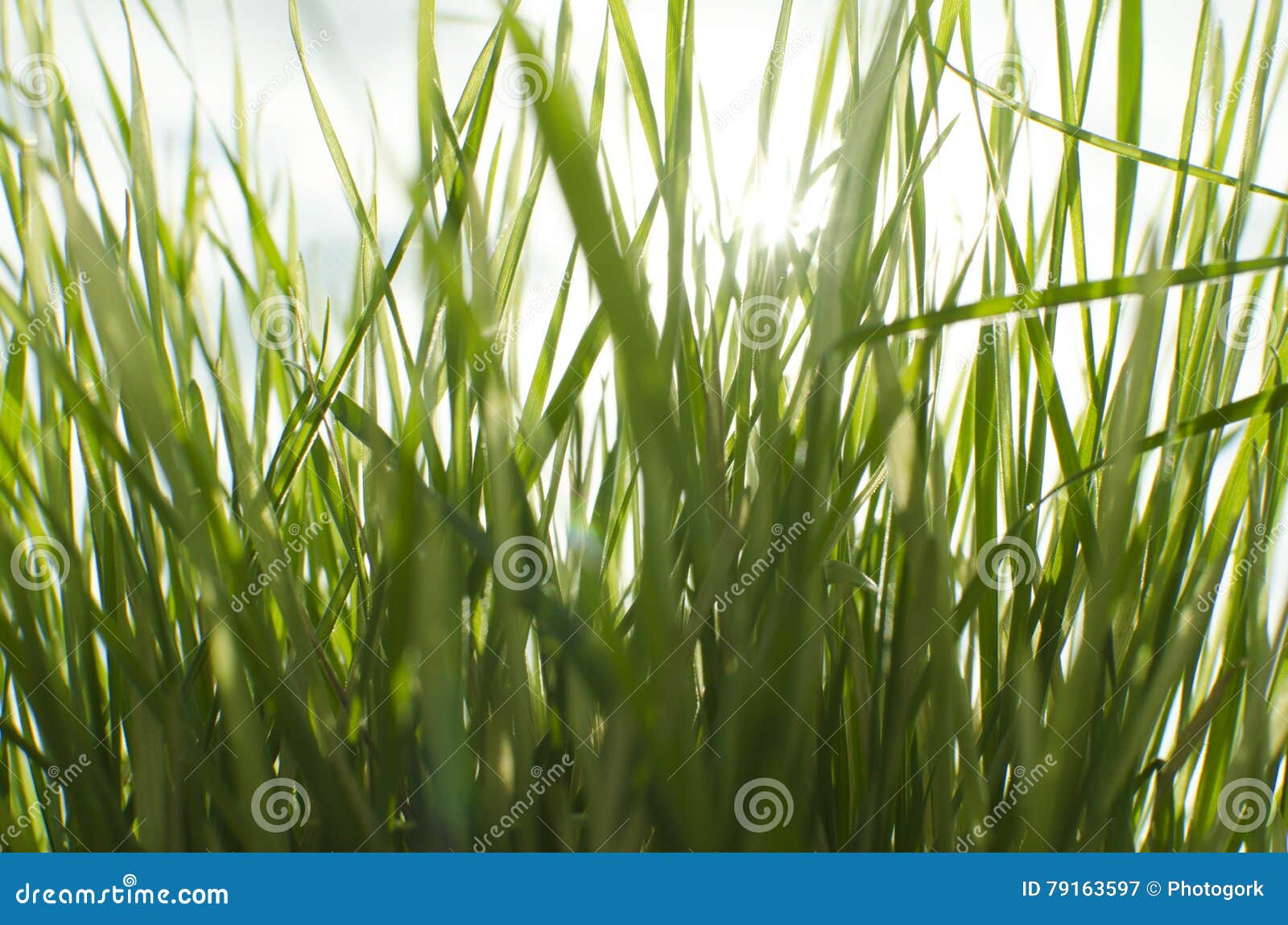 Wet sunny grass stock image. Image of closeup, bright - 79163597