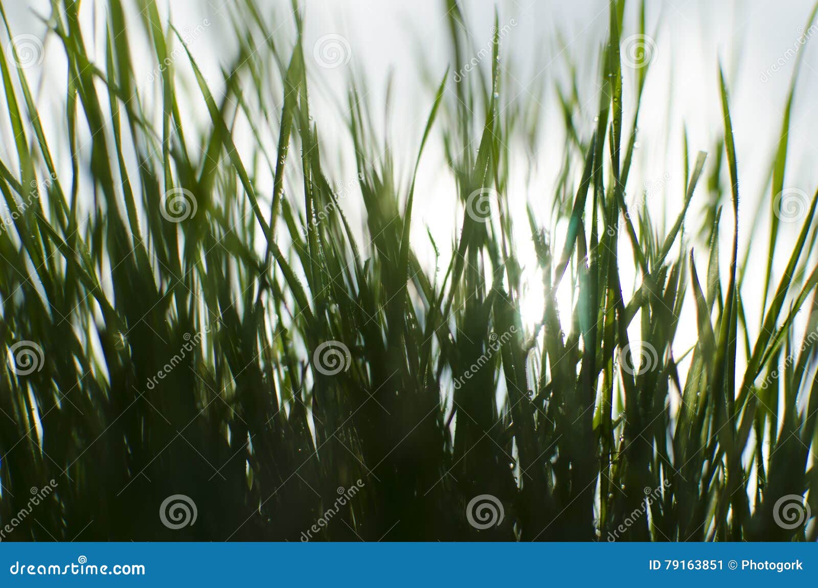 Wet sunny grass stock image. Image of grass, meadow, flare - 79163851