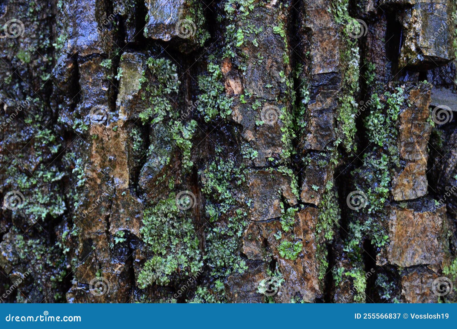 The Graphic Resource Consists of the Wet Surface of a Walnut Tree Trunk ...
