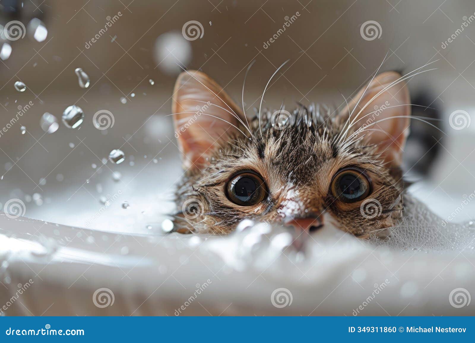 Wet Tabby Cat Taking a Bath in the Bathroom Stock Photo - Image of home ...