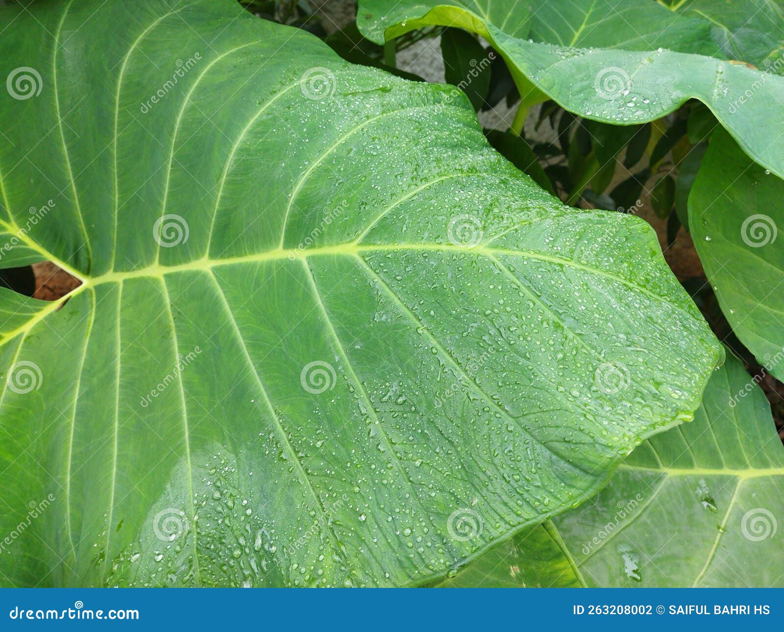 Wet taro leaves. stock photo. Image of food, vegetable - 263208002