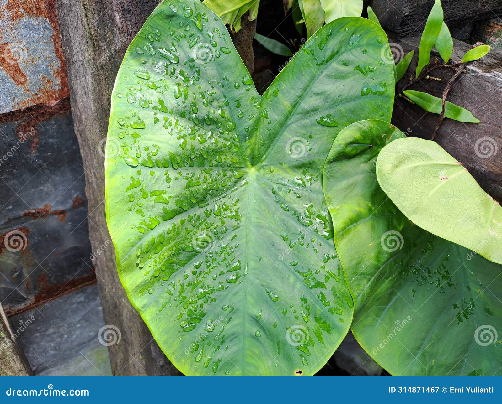 Wet Taro Leaves after a Rainy Day. Stock Image - Image of taro, rainy ...