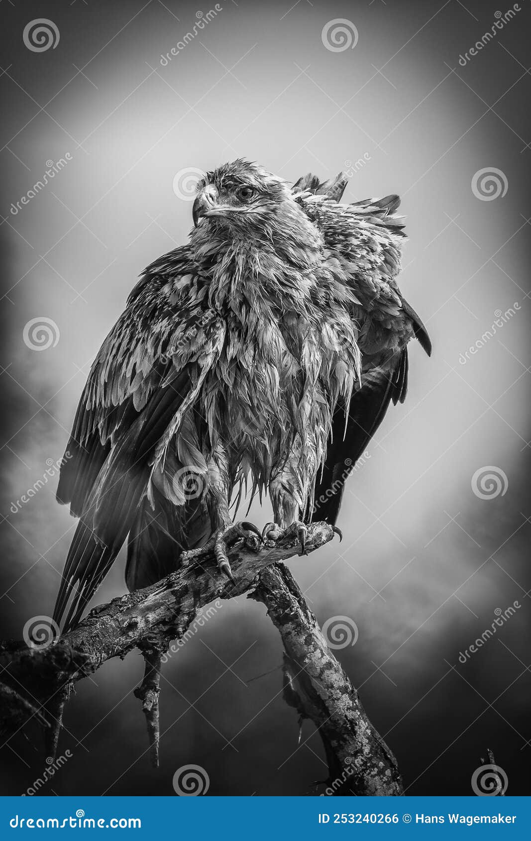 Wet Tawney Eagle Drying Feathers Stock Photo - Image of eagle ...