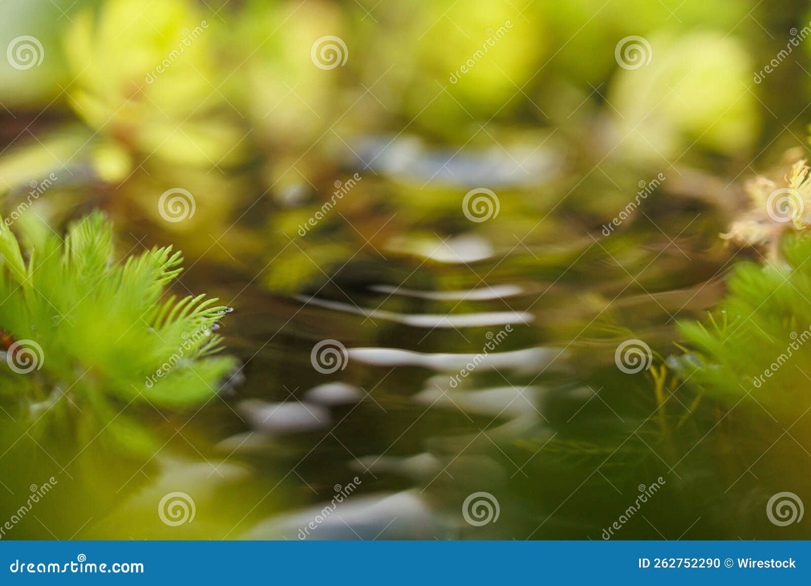 Wet Texture of a Waterdrop Dropping on a Water Surface Stock Photo ...