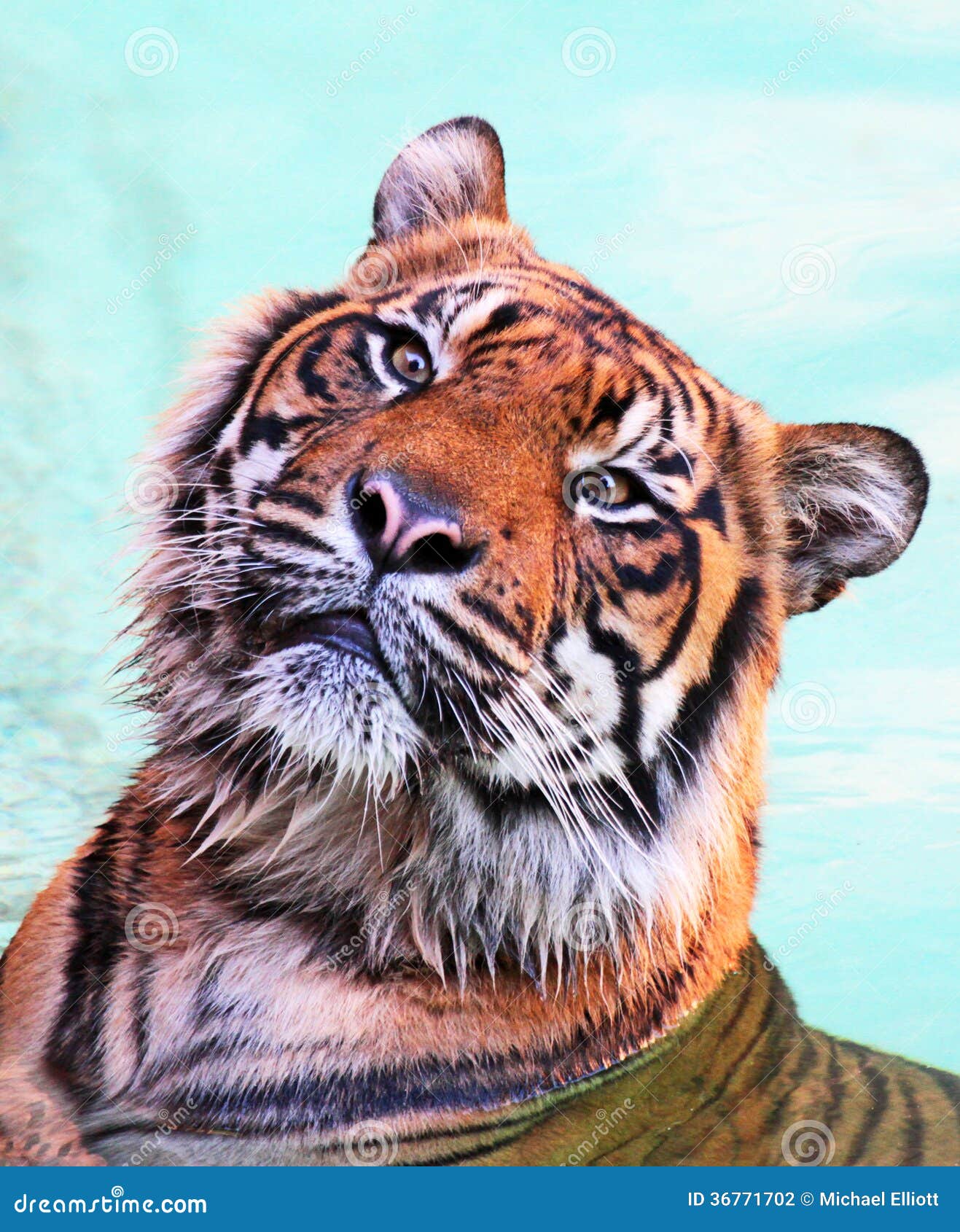 Wet Tiger stock photo. Image of siberian, orange, furry - 36771702