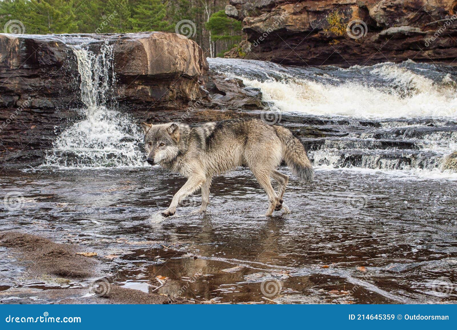 Wet Timber Wolf Crossing River Stock Image - Image of water, wildlife ...