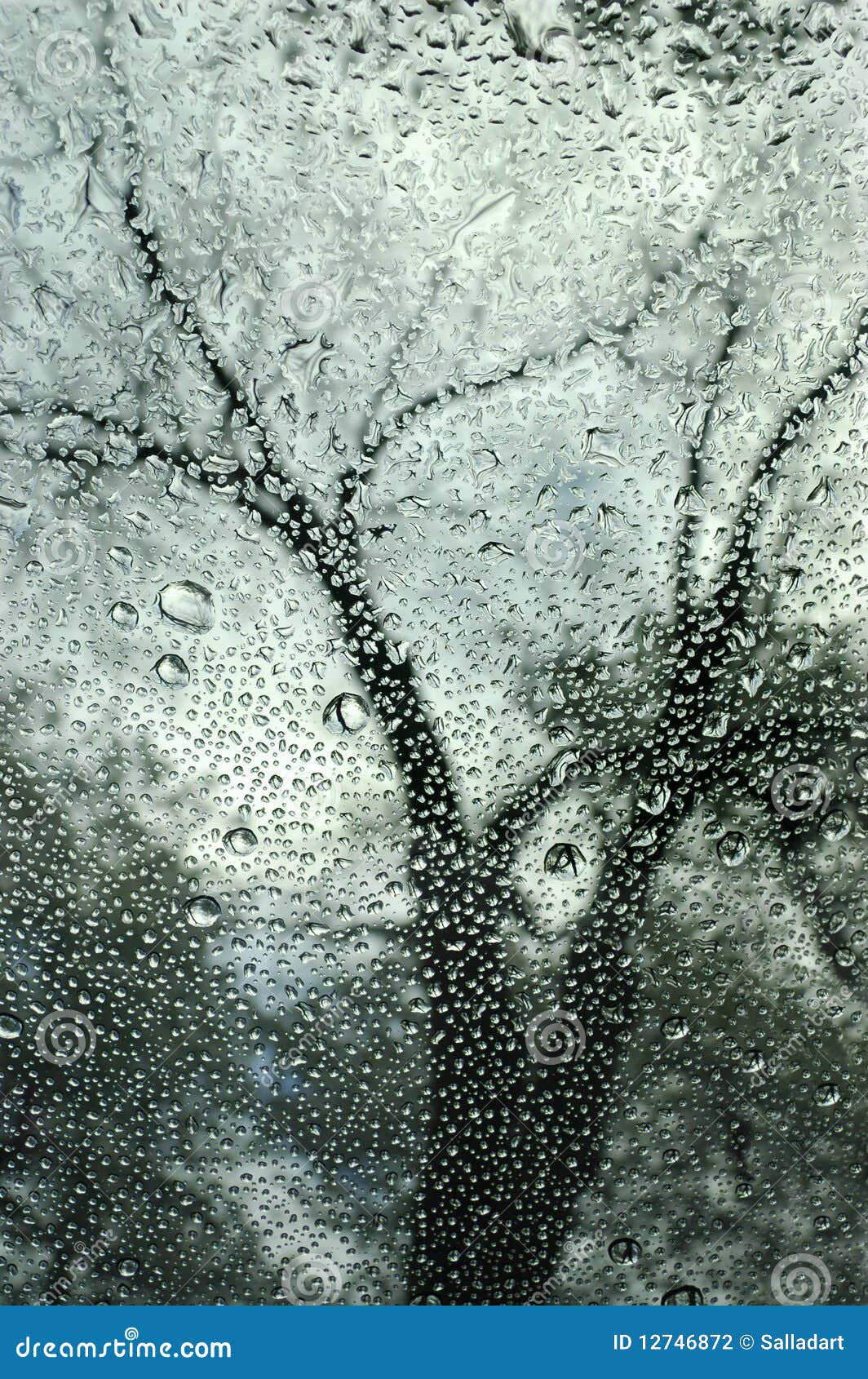 Wet Tree. stock photo. Image of reflection, tree, pattern - 12746872