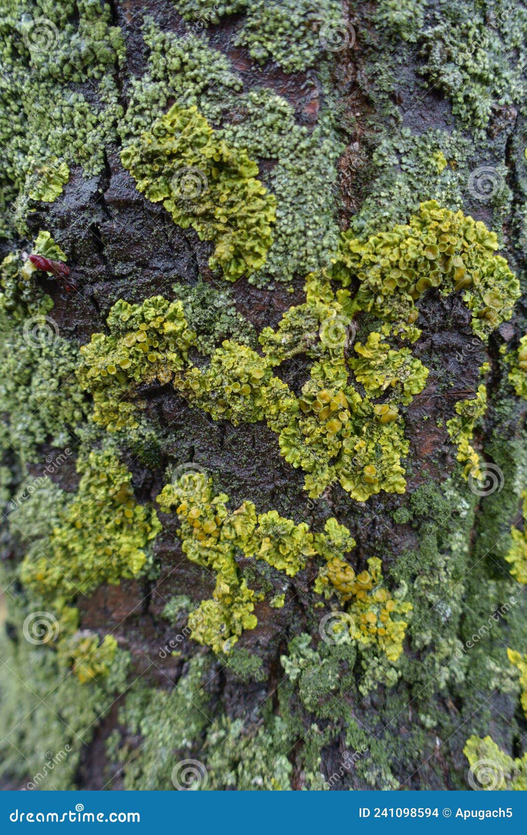 Wet Bark Covered with Mint Green and Lime Yellow Lichens Stock Photo ...