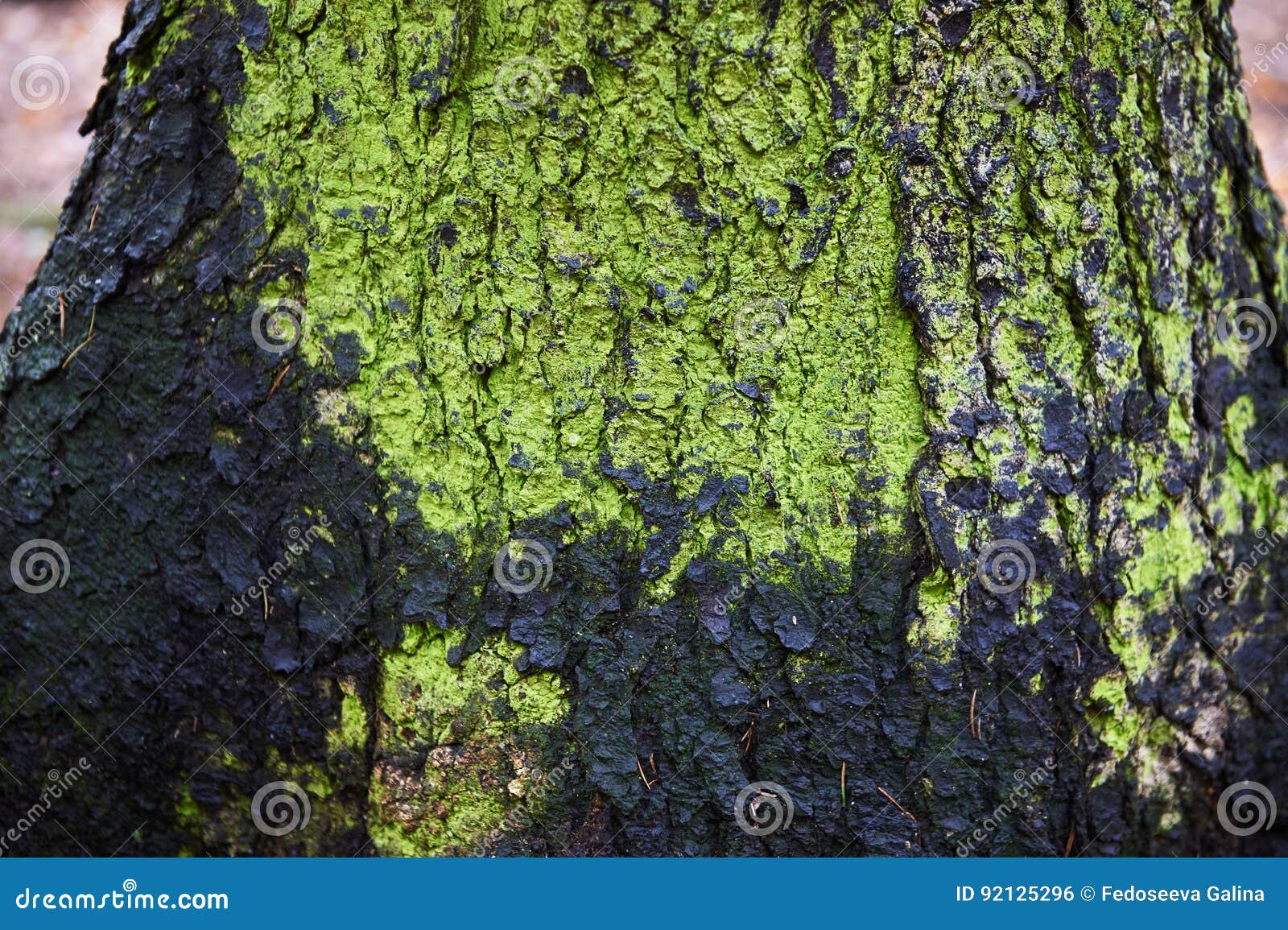 Wet Tree Bark after Rain. Green Stock Photo - Image of material, wooden ...