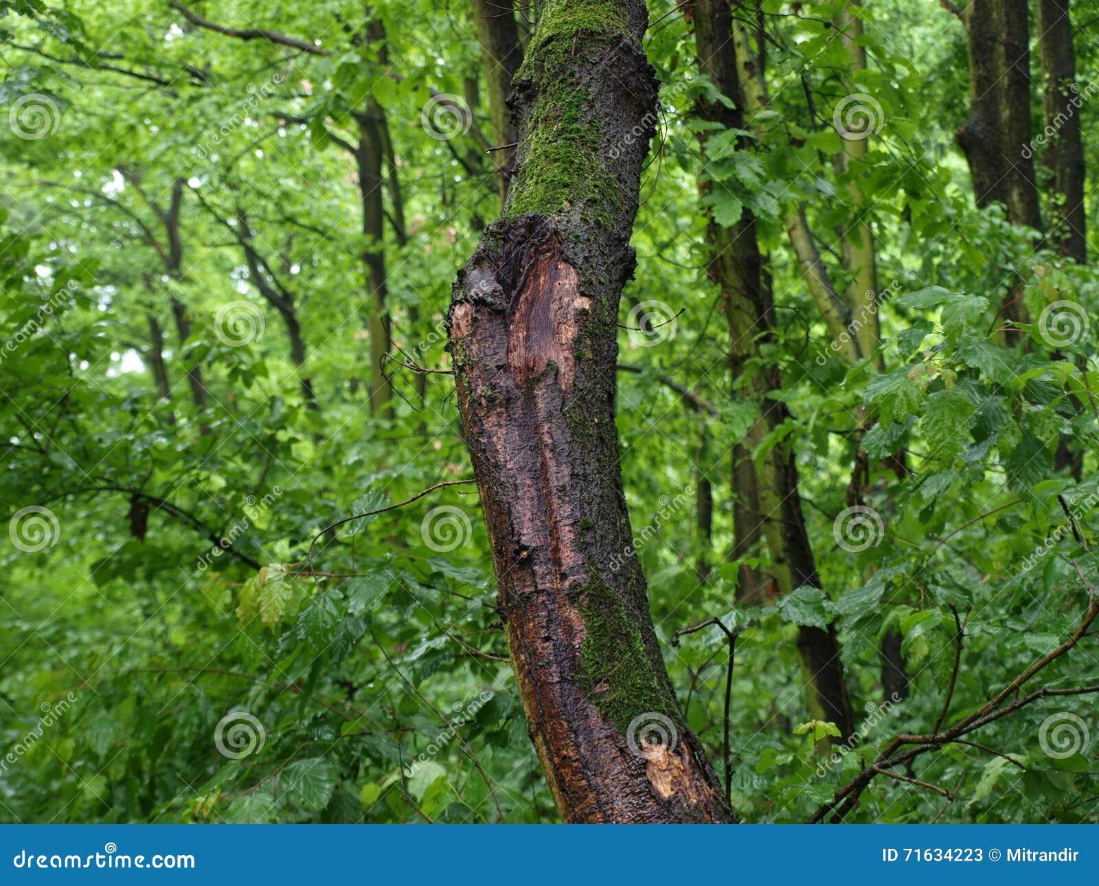 Wet tree bark - small tree stock image. Image of foliage - 71634223