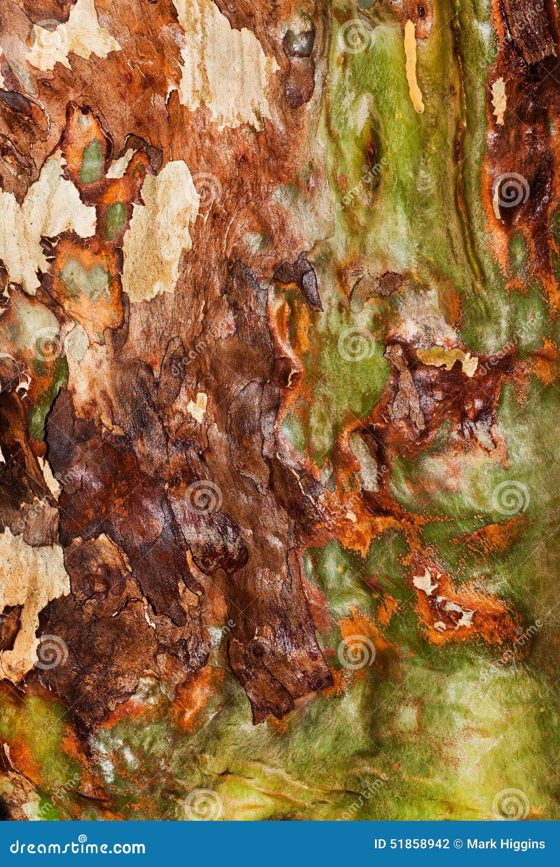 Wet tree bark stock photo. Image of cracked, aging, surface - 51858942