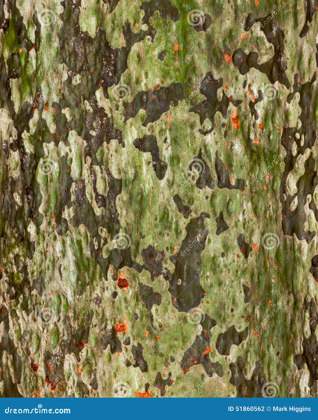 Wet tree bark stock photo. Image of textured, surface - 51860562