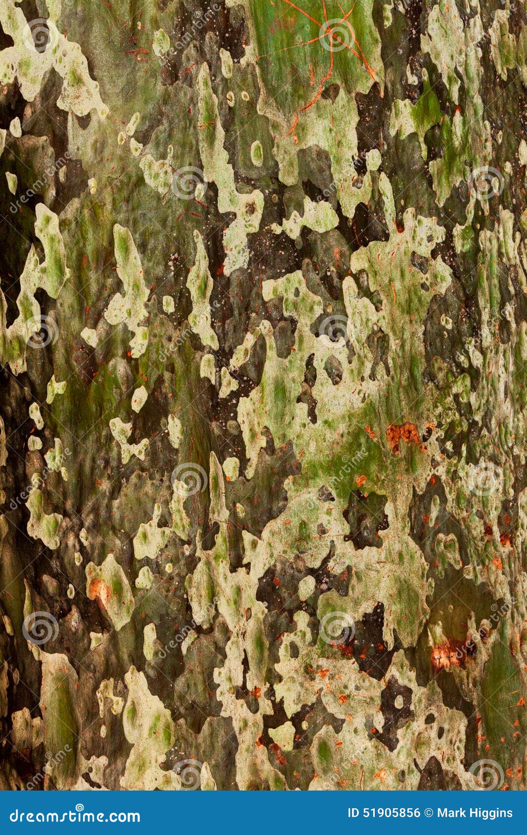 Wet tree bark stock photo. Image of bumps, copyspace - 51905856