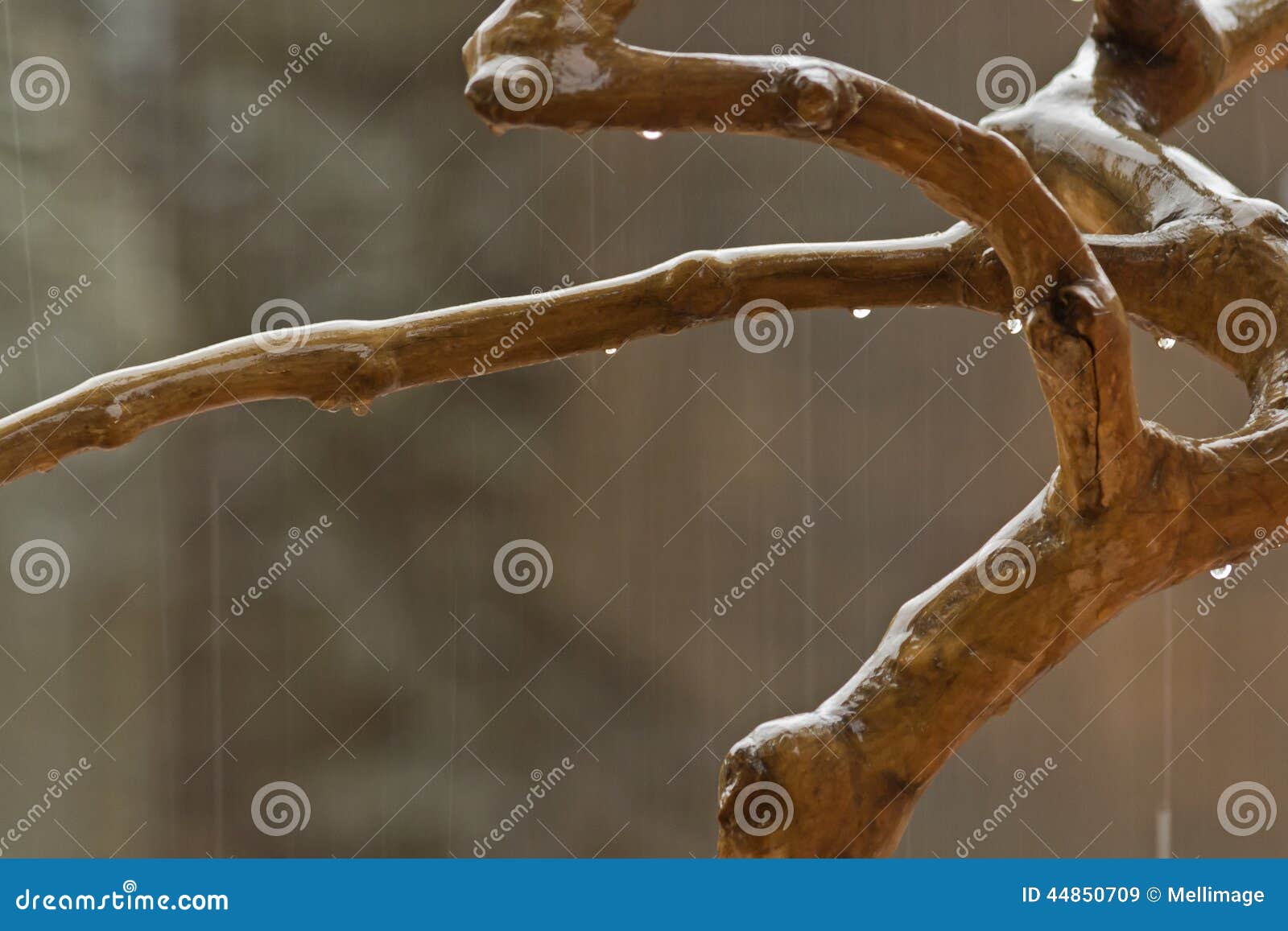 Wet tree branch stock image. Image of rain, rainn, water - 44850709