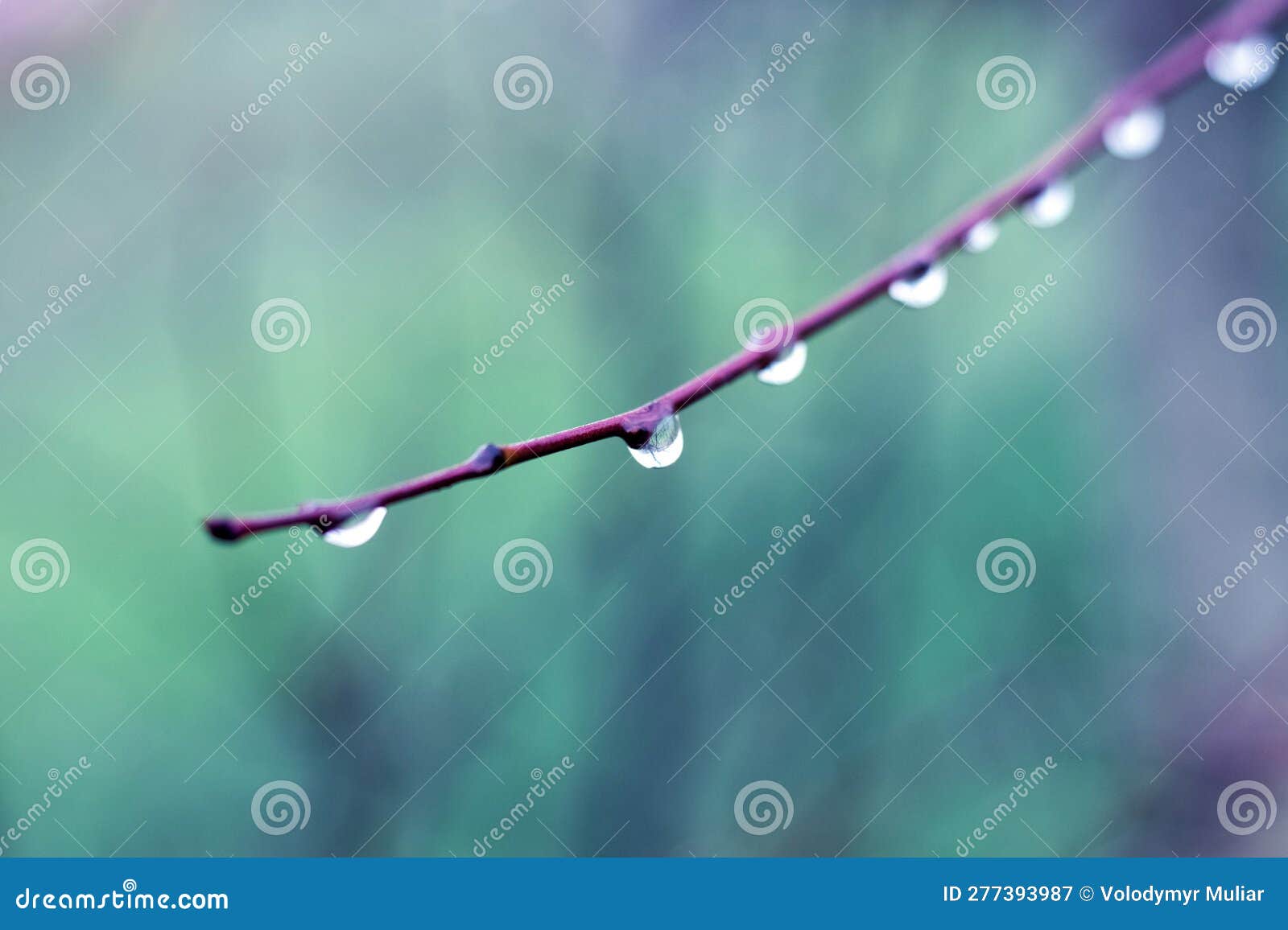 Wet Tree Branch with Raindrops on a Blurred Background Stock Image ...