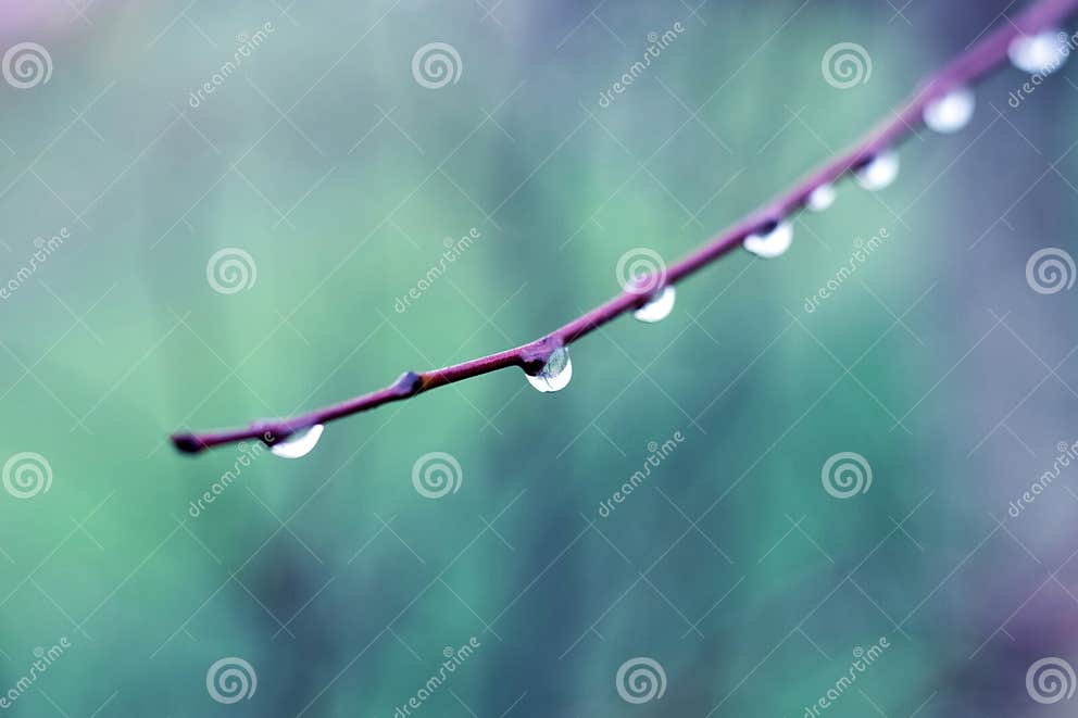 Wet Tree Branch with Raindrops on a Blurred Background Stock Image ...