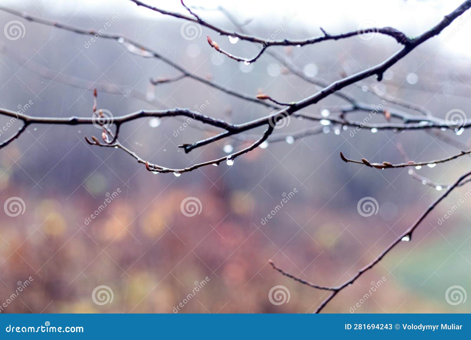 Wet Tree Branch with Raindrops on a Blurred Background Stock Image ...