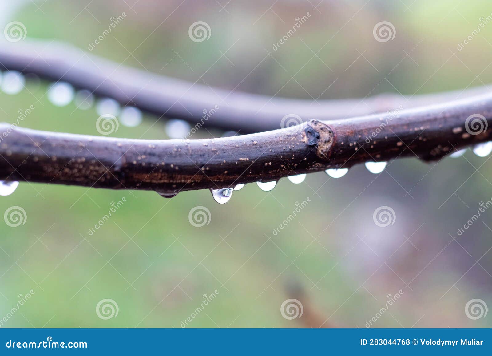 Wet Tree Branch with Raindrops on a Blurred Background Stock Photo ...