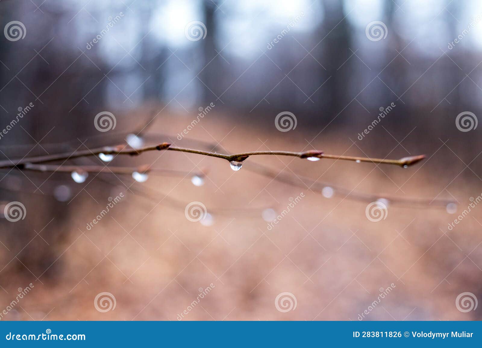 Wet Tree Branch with Raindrops on a Blurred Background Stock Photo ...