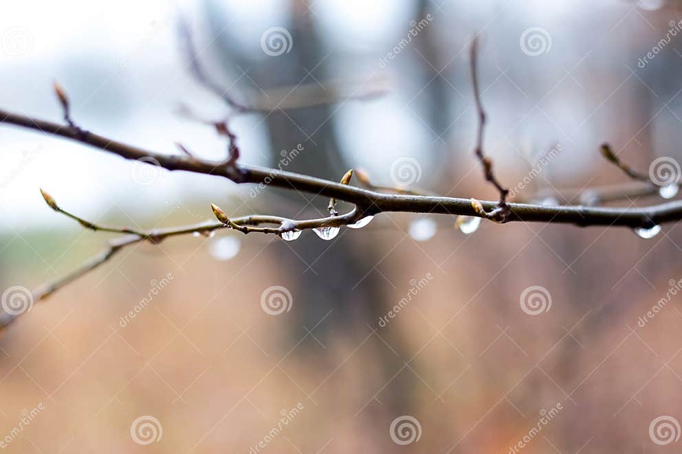Wet Tree Branch with Raindrops on a Blurred Background Stock Image ...