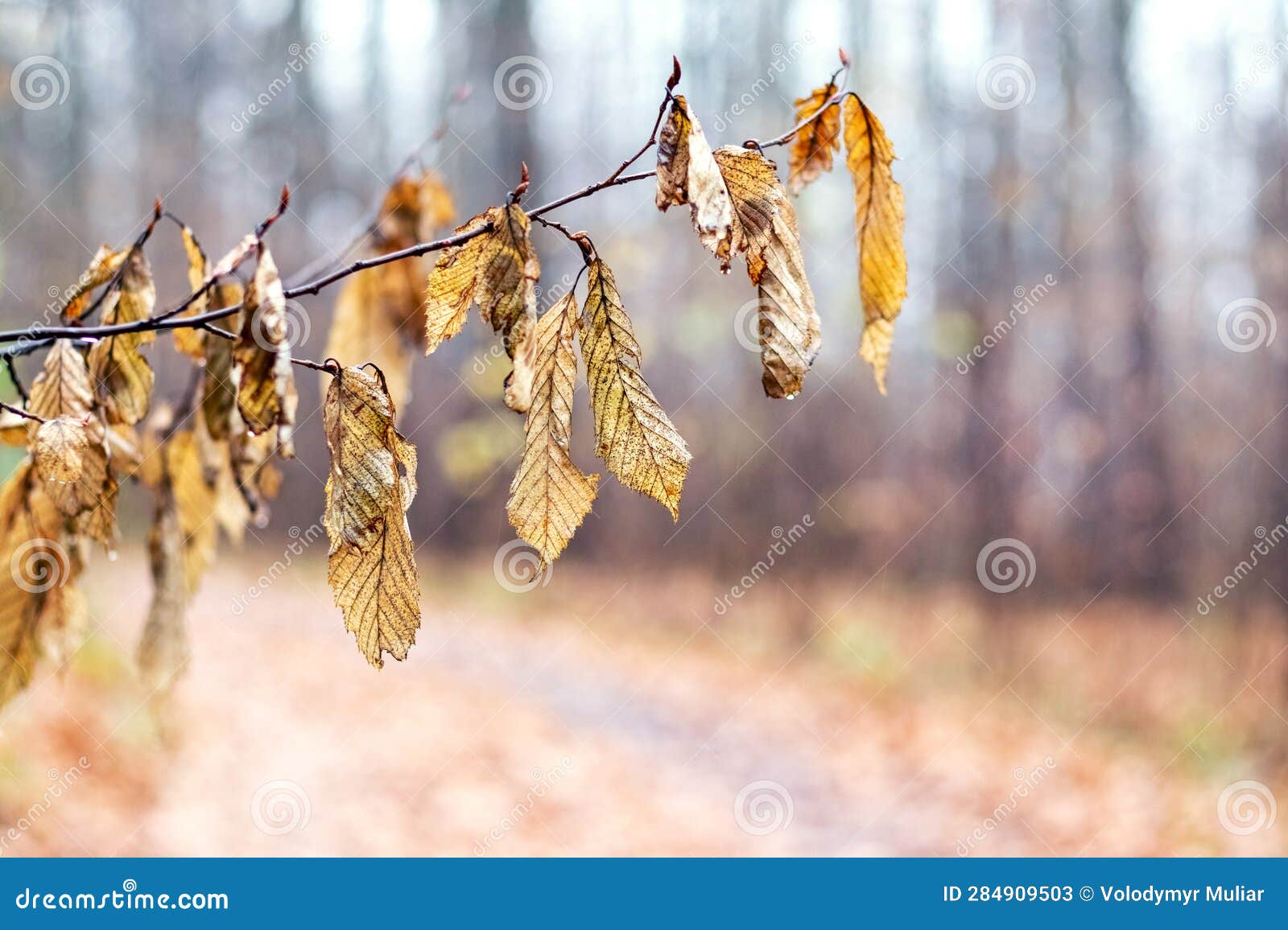 Wet Tree Branch with Raindrops in the Forest on a Blurred Background ...