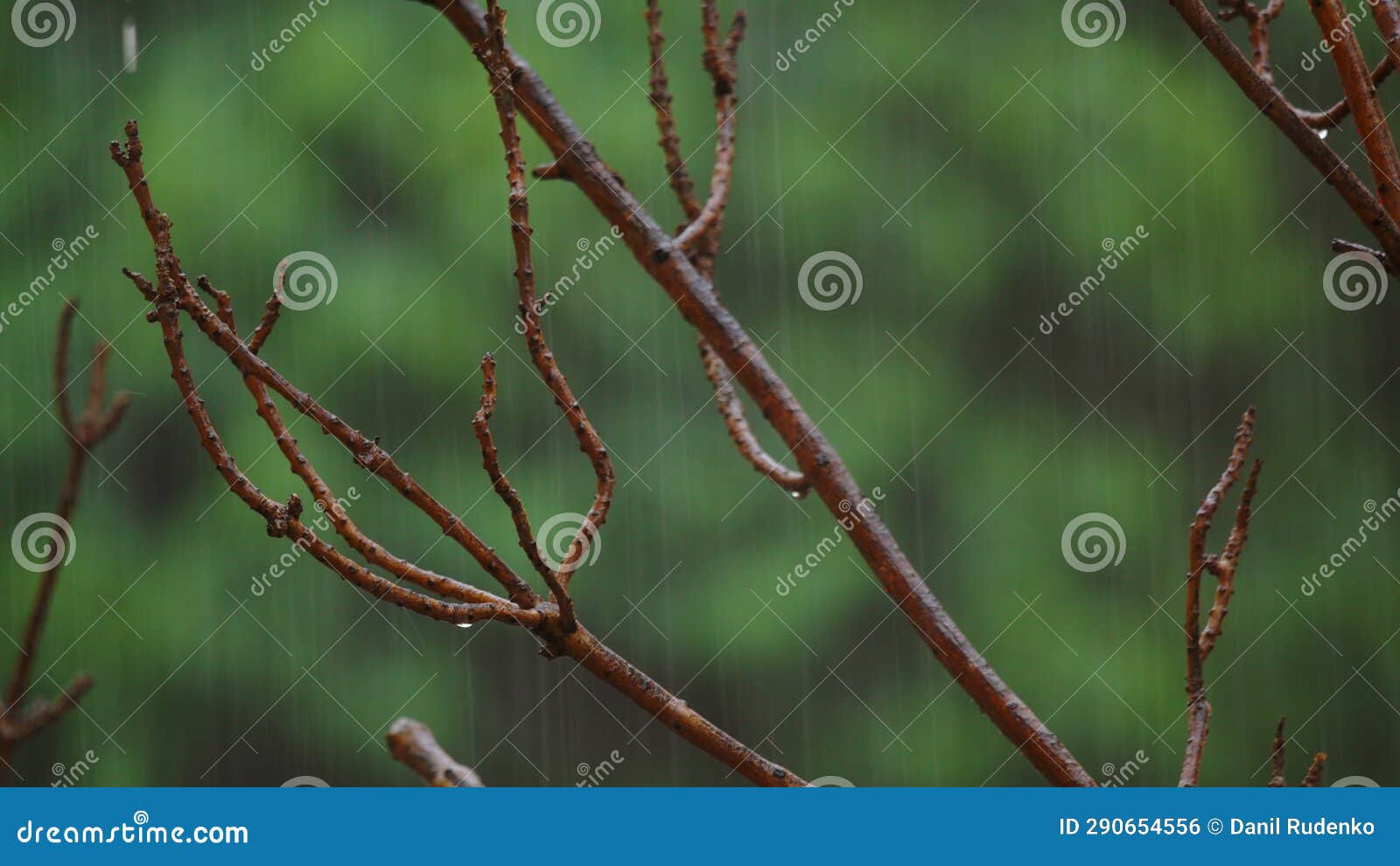 Wet tree branches stock footage. Video of defocus, fall - 290654556