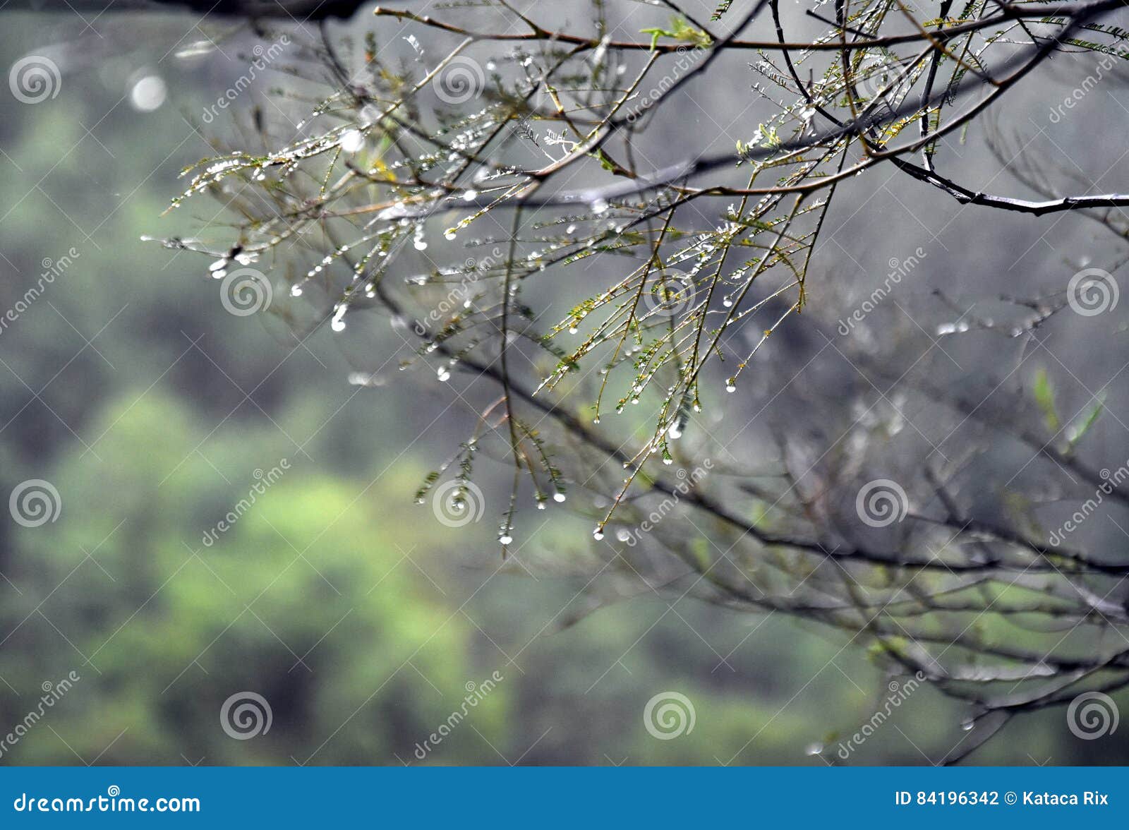 Wet Tree Branches in the Forest with Water Drops and Blurred Background ...