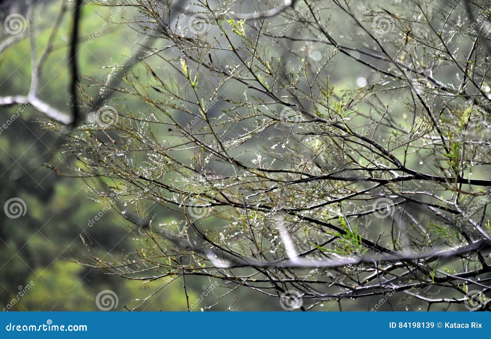 Wet Tree Branches in the Forest with Water Drops and Blurred Background ...