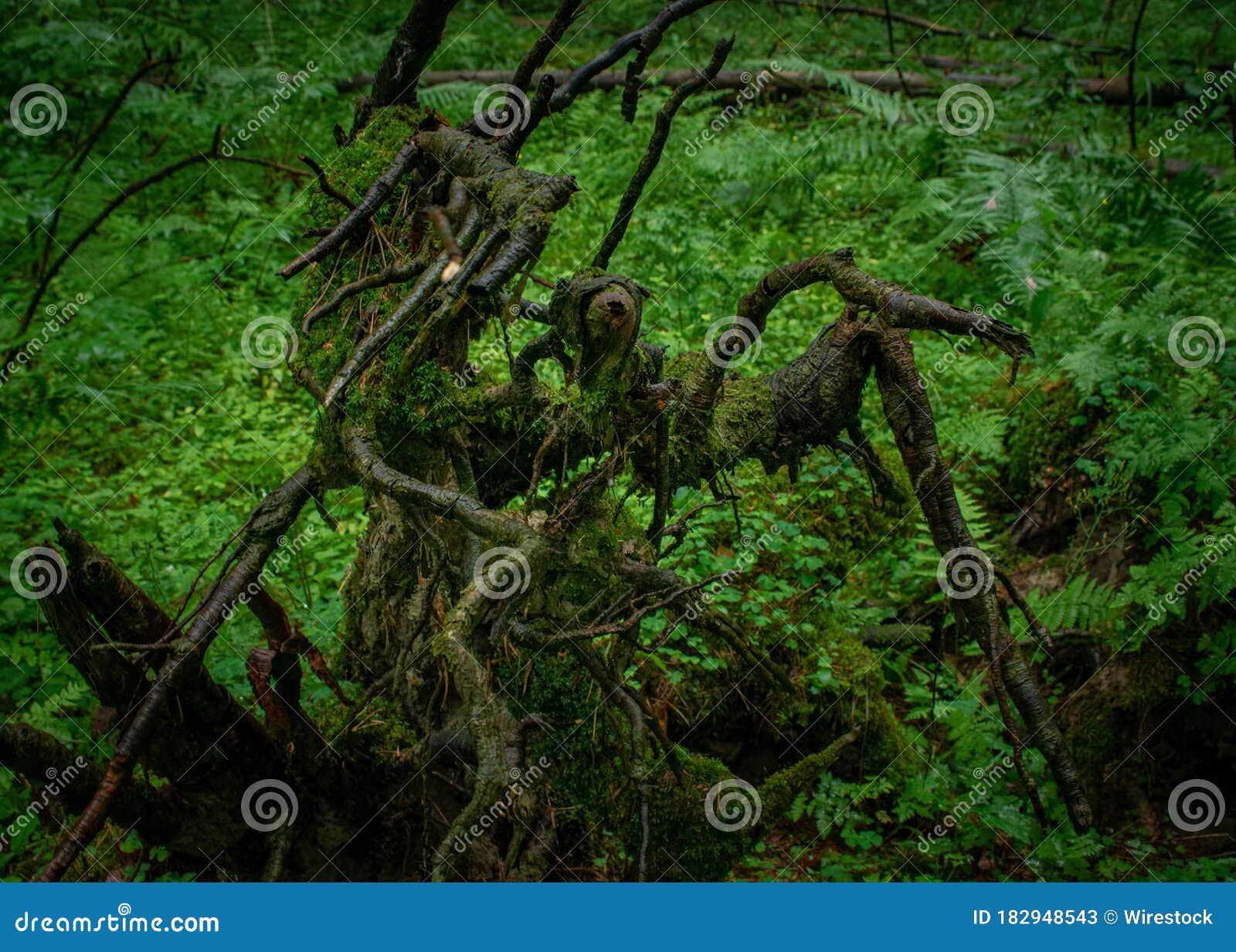 Wet Tree and Green Plants in the Forest Stock Image - Image of liquid ...