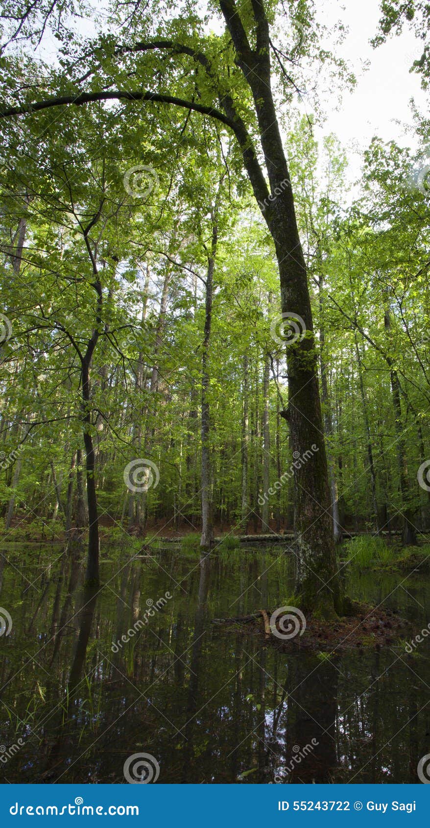 Wet tree stock photo. Image of limbs, grey, trees, wood - 55243722