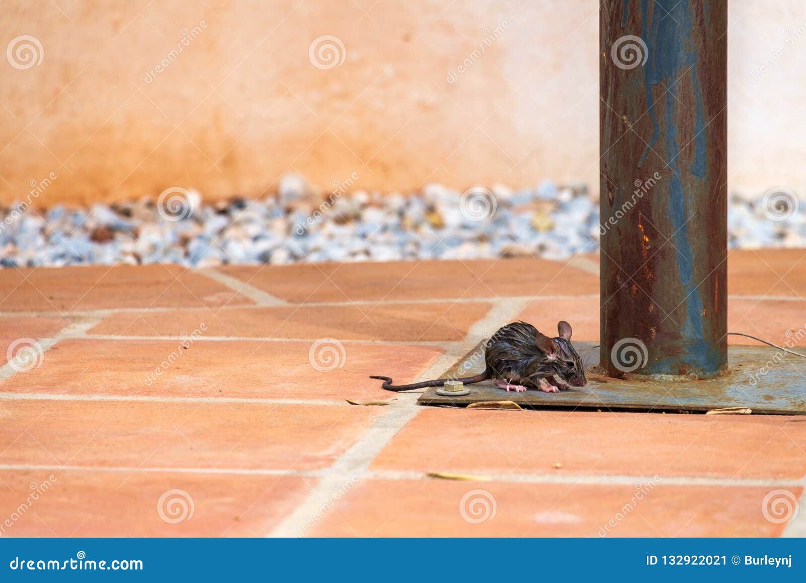 A Very Wet Andalusian Tree Rat Stock Image - Image of europe, pool ...