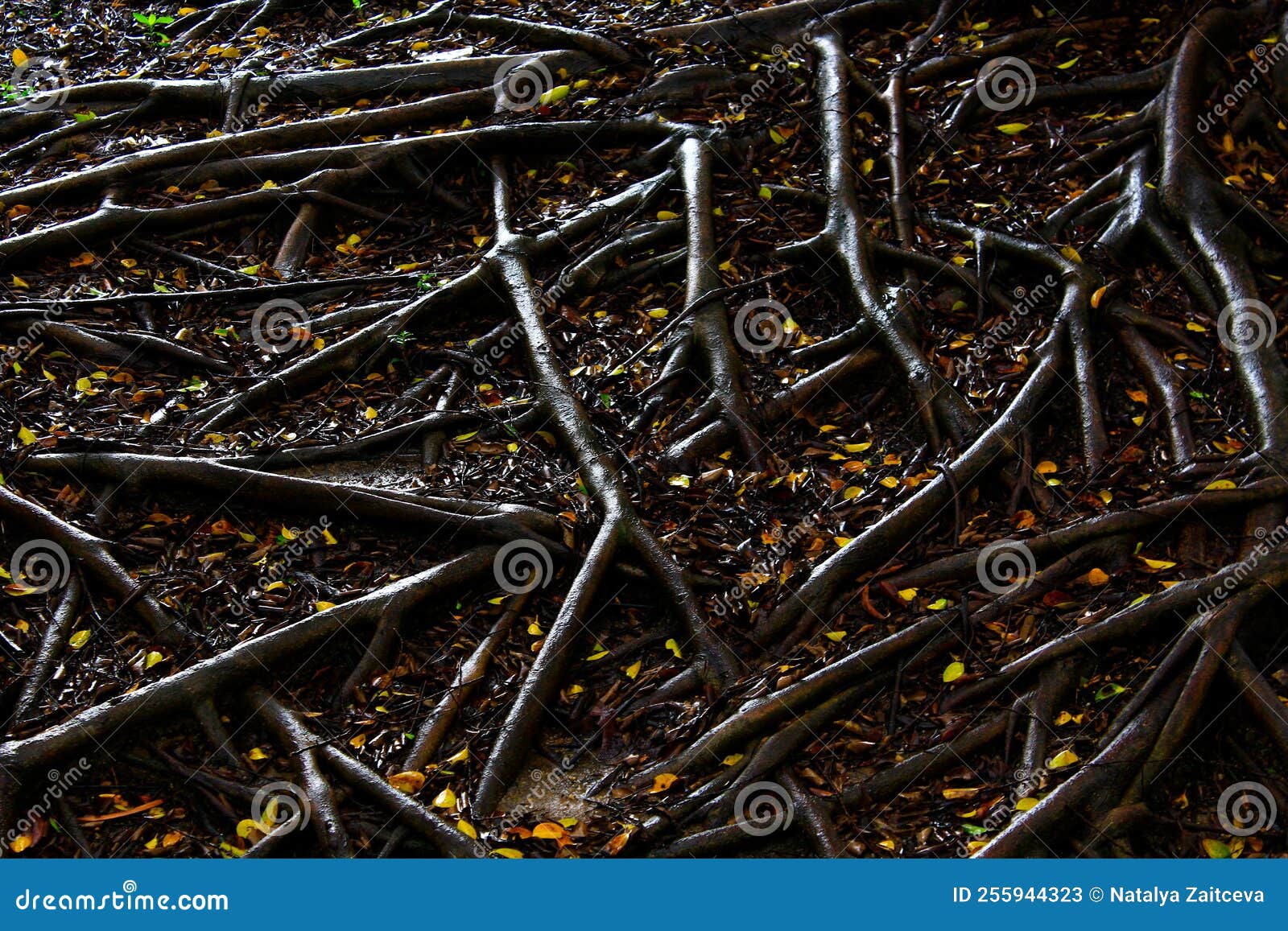 Wet Tree Roots. Root Interlacing Stock Image - Image of roots, forest ...