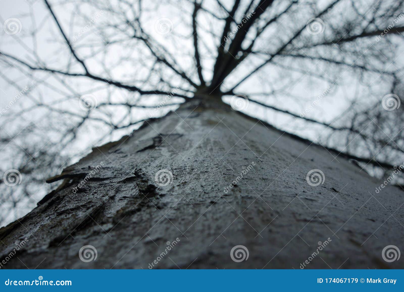Wet Tree Trunk and Branches Stock Image - Image of branches, trunk ...